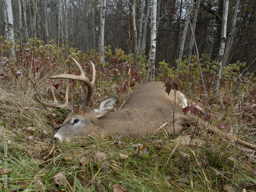 Deer Hunting Stock Photo | Adobe Stock