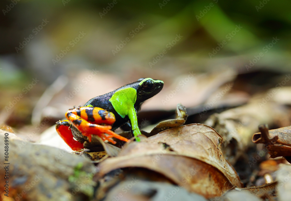 Frog Stock Photo | Adobe Stock