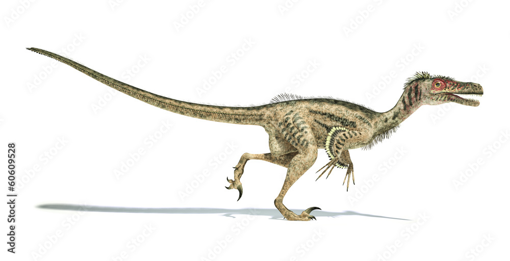 Velociraptor dinosaur, scientifically correct, with feathers. Stock ...