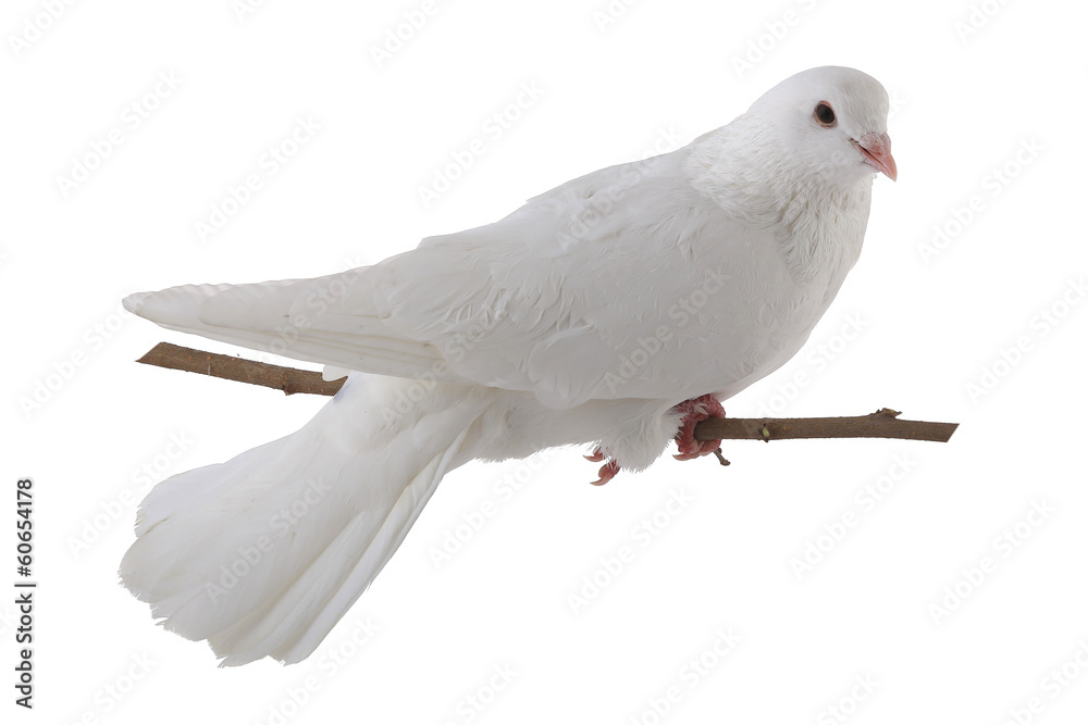 white dove Stock Photo | Adobe Stock