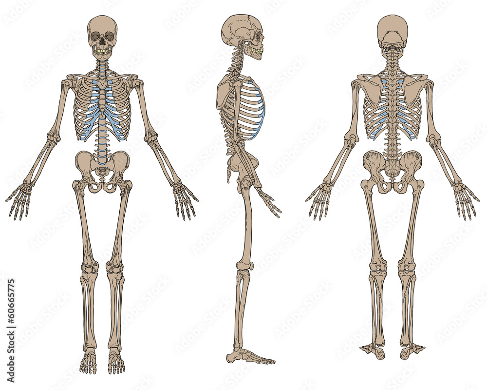 Human Skeleton Anatomy Brown Stock Illustration | Adobe Stock