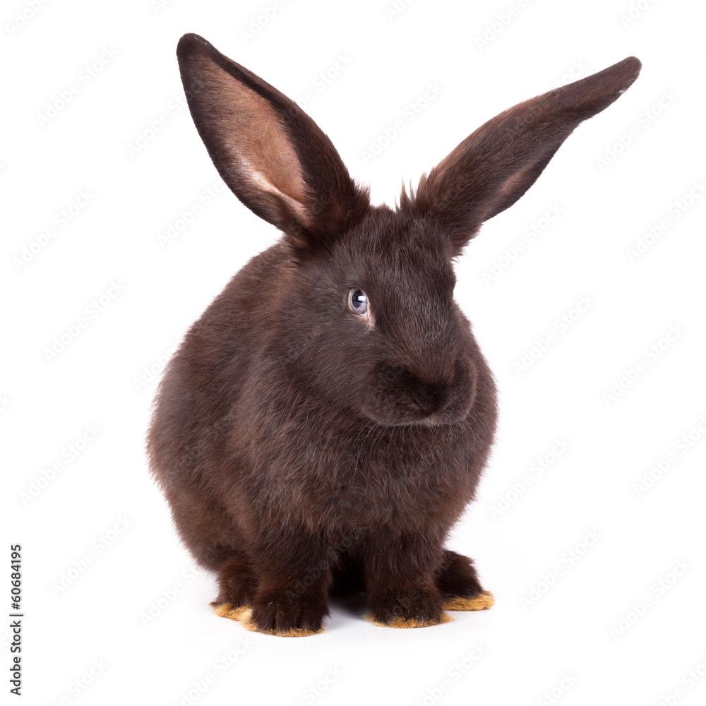 Rabbit Stock Photo | Adobe Stock