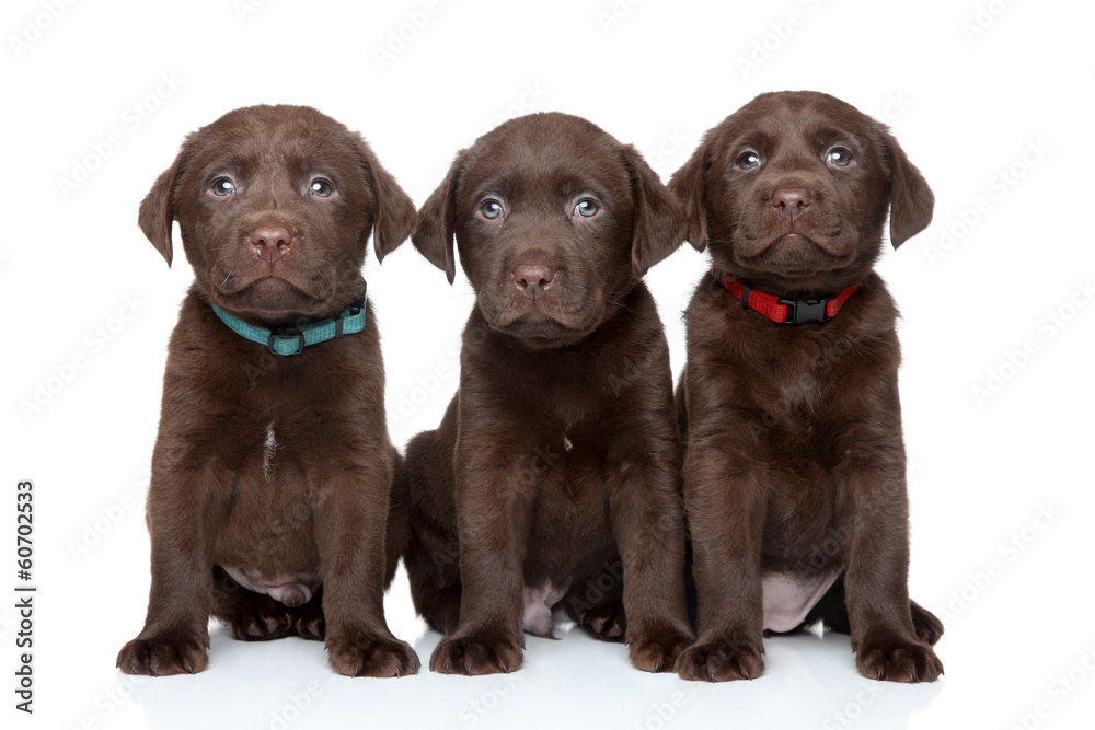 Labrador Retriever Puppies