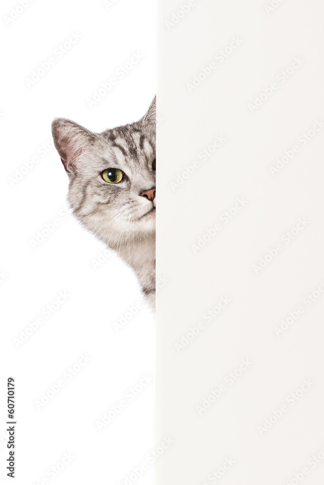 Katze schaut ums Eck Stock Photo | Adobe Stock