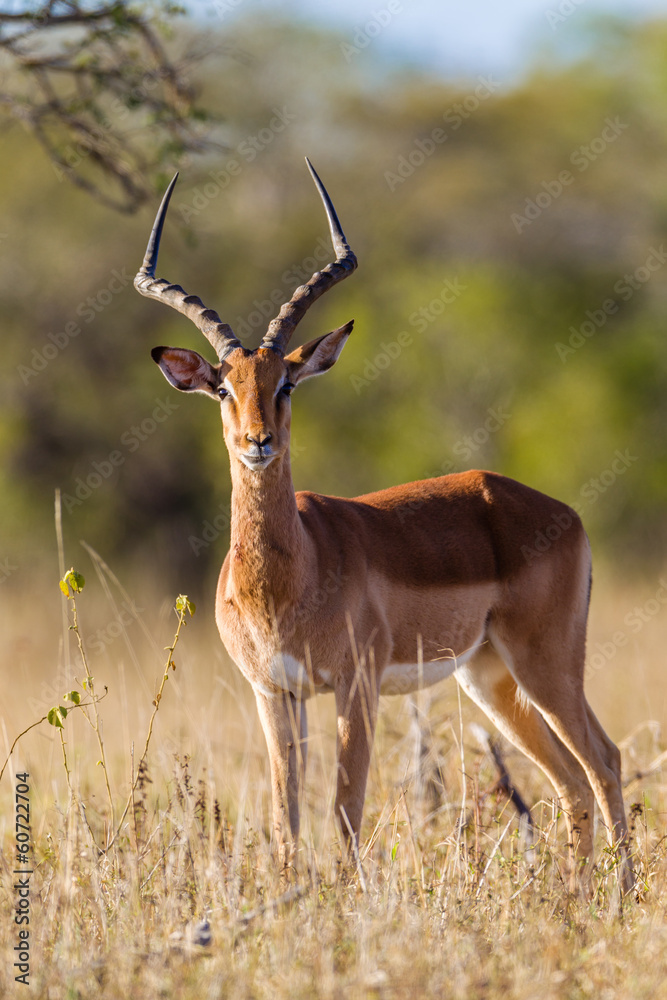 Buck Animal Wildlife Stock Photo | Adobe Stock