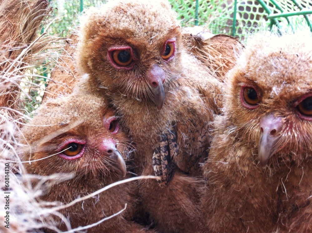 Philippine Eagle Owl Stock Photo | Adobe Stock