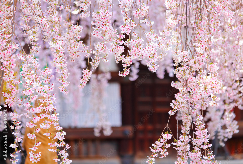 Weeping sakura with japanese temple background Stock Photo | Adobe Stock