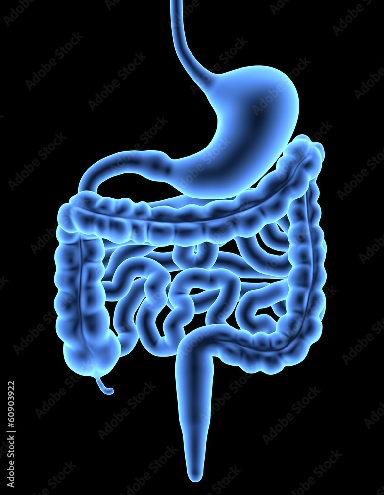Human Digestive System isolated on Black Background. X-ray effect. 3D ...