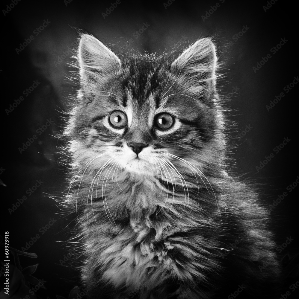 cat Stock Photo | Adobe Stock