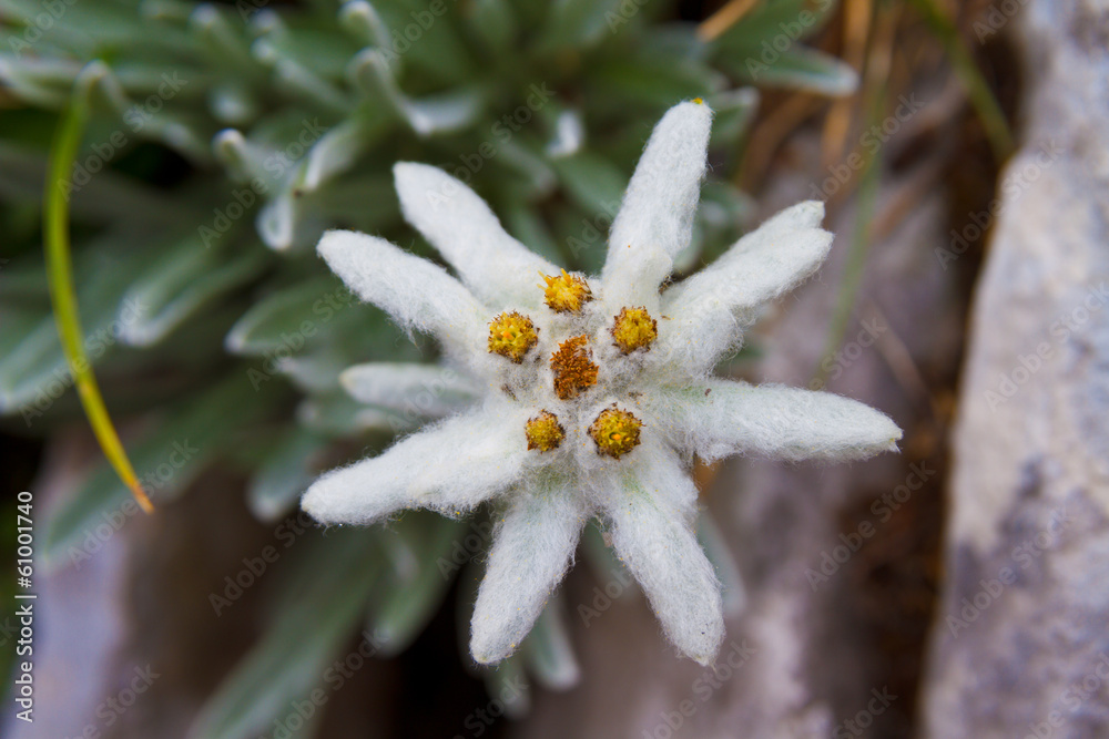 Edelweiss Flower Meaning | Best Flower Site