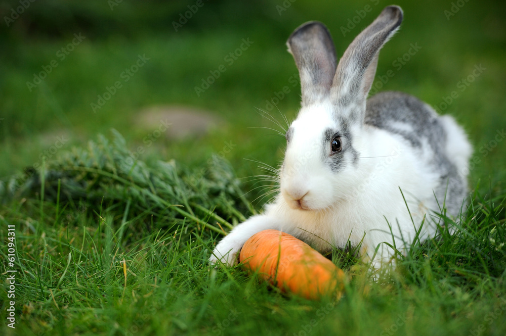 Rabbit Stock Photo | Adobe Stock