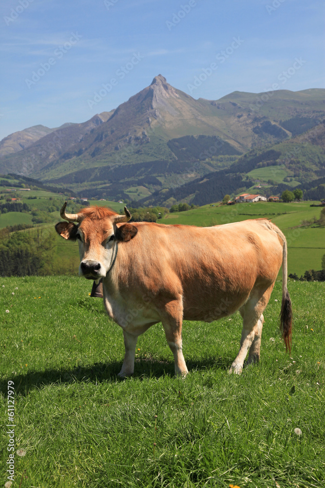 Vaca Marrón