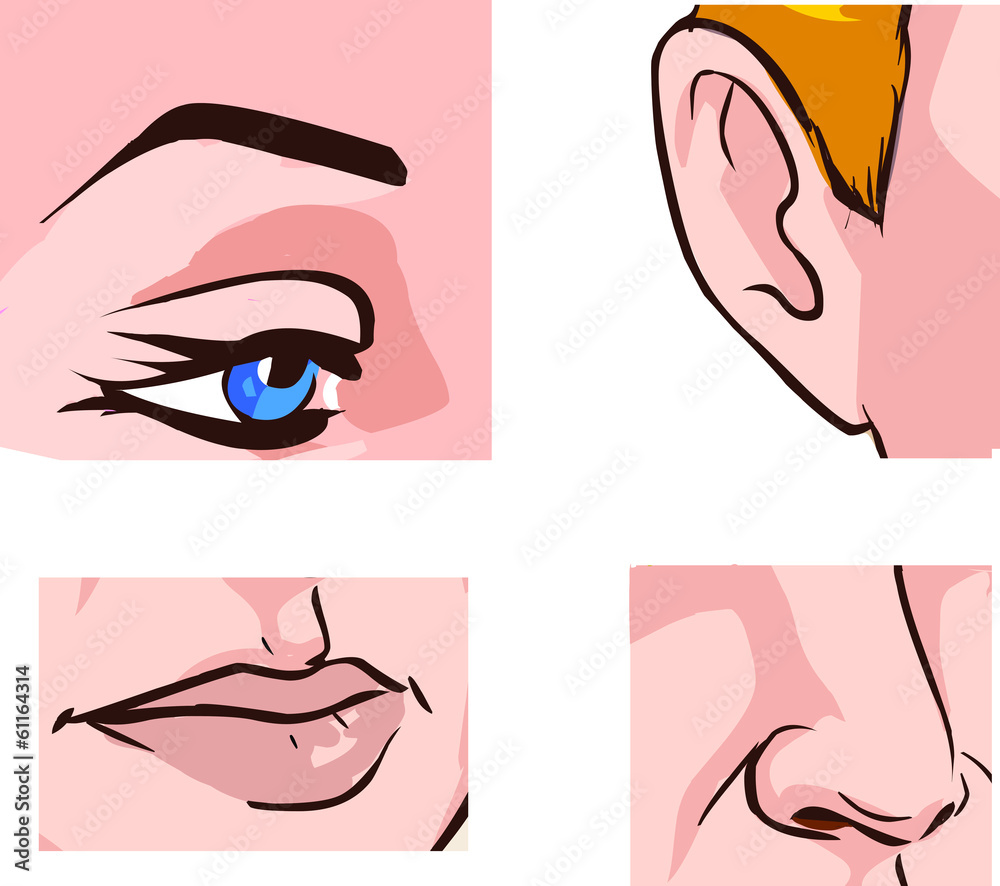 Illustration of Different Parts of the Face vector de Stock | Adobe Stock