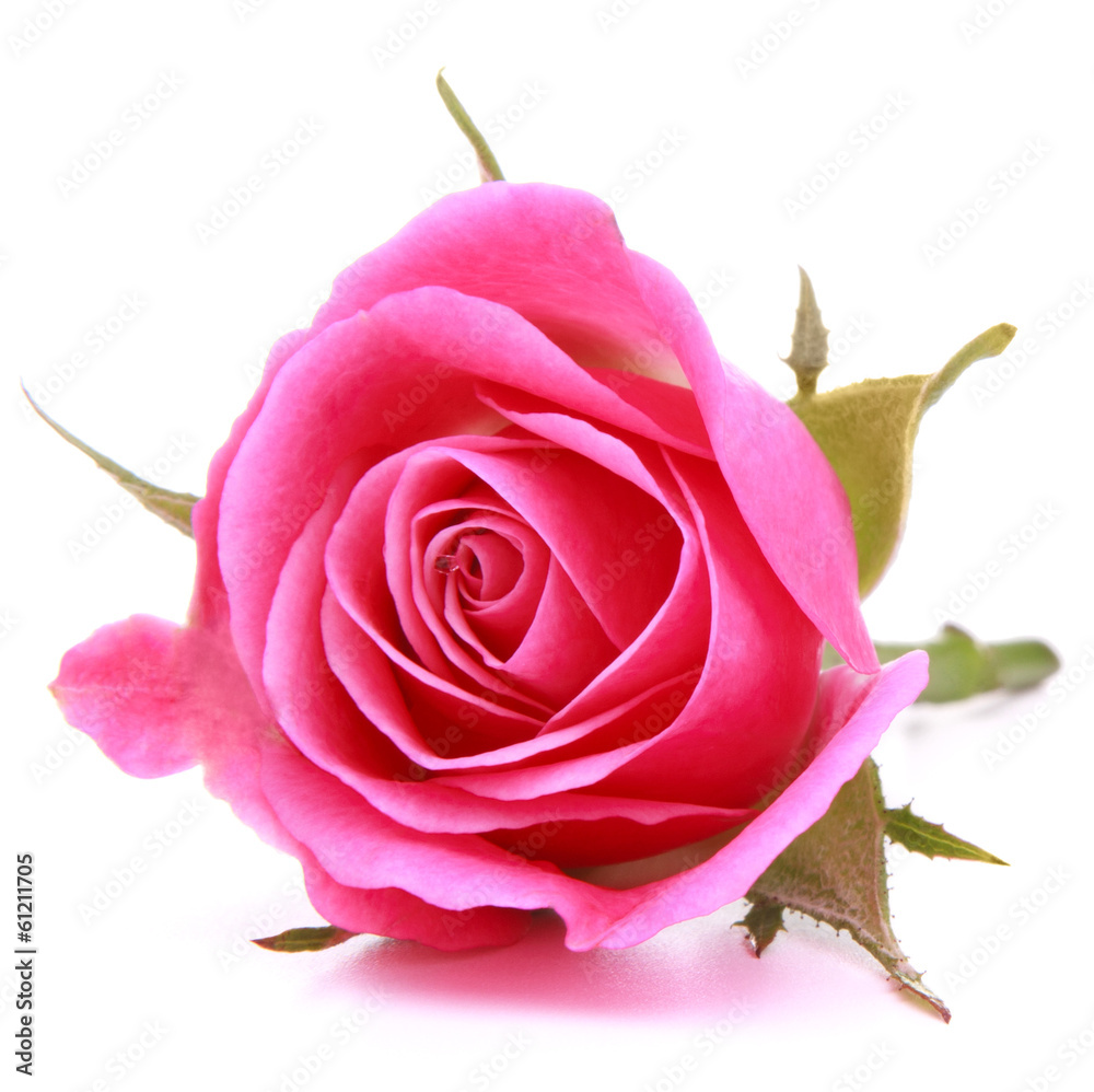 Pink rose flower head isolated on white background cutout Stock Photo ...