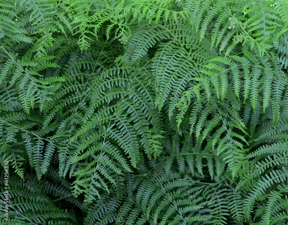 farn Stock-Foto | Adobe Stock