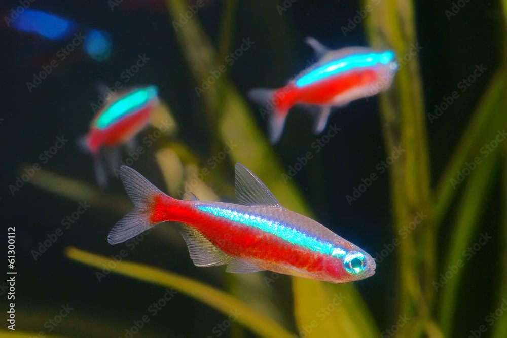 Red neon Stock-Foto | Adobe Stock