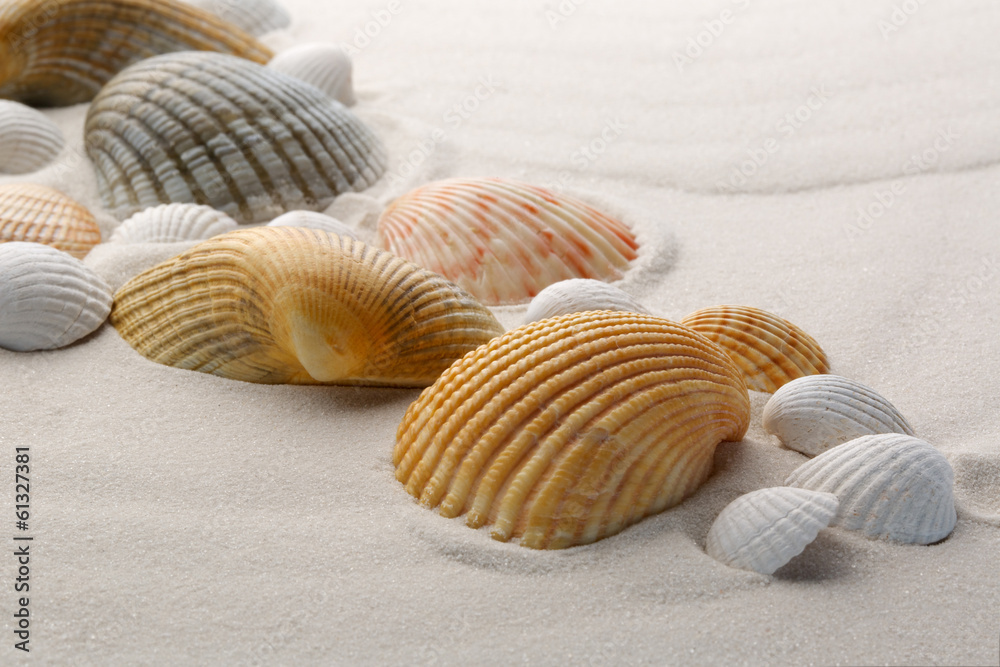 Sea shells on sand. Stock Photo | Adobe Stock