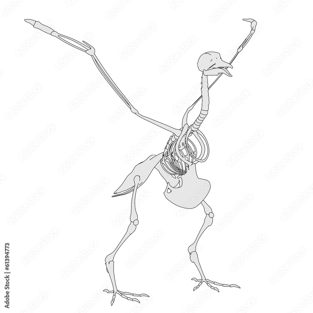 cartoon image of bird skeleton Stock Illustration | Adobe Stock