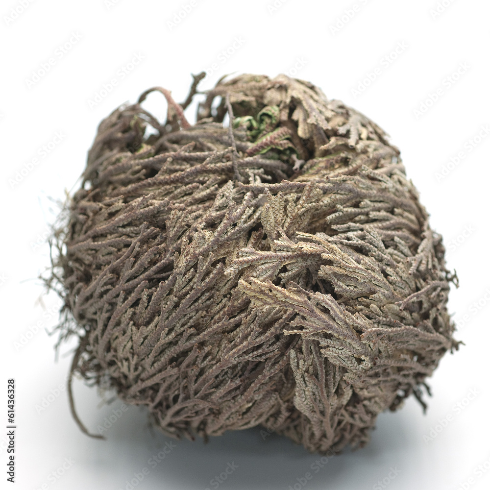 Echte, Rose von Jericho, Anastatica, hierochuntica, Wuestenrose, Stock ...