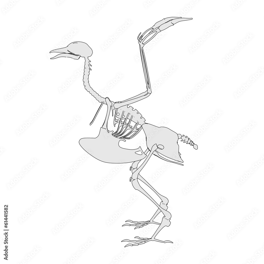 cartoon image of bird skeleton Stock Illustration | Adobe Stock