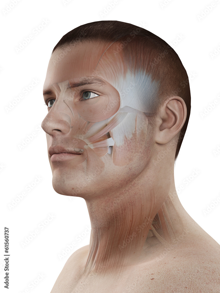 medical 3d illustration - male muscle system - facial muscles Stock ...