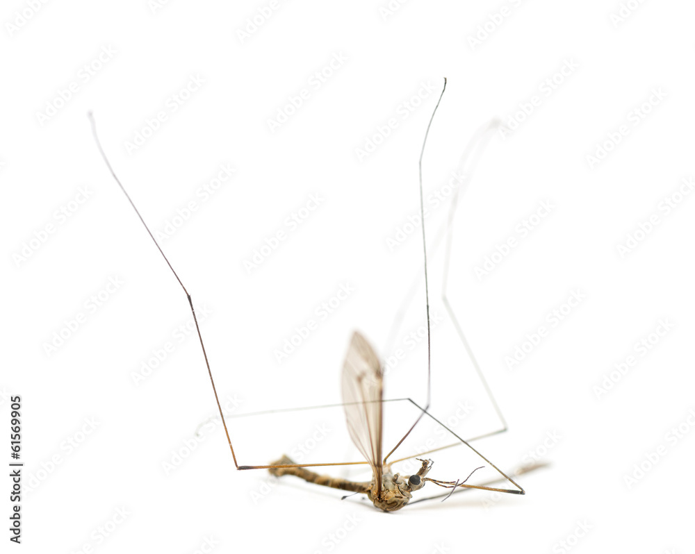 Dead Crane fly lying on its back, Tipula, isolated on white Stock Photo ...