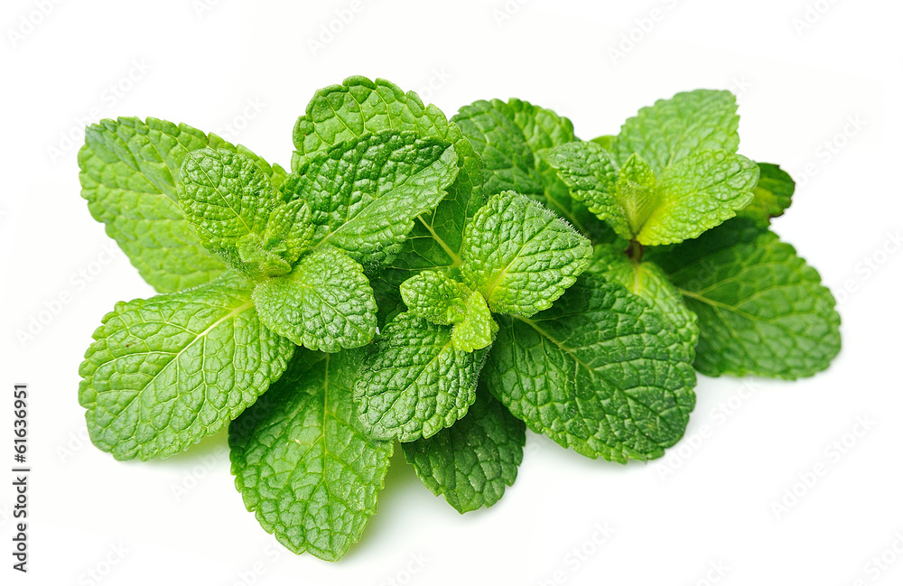 Fresh mint herbs Stock Photo | Adobe Stock