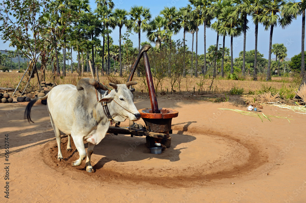 White cow grinding peanauts to make peanut oil in Myanmar Stock Photo ...