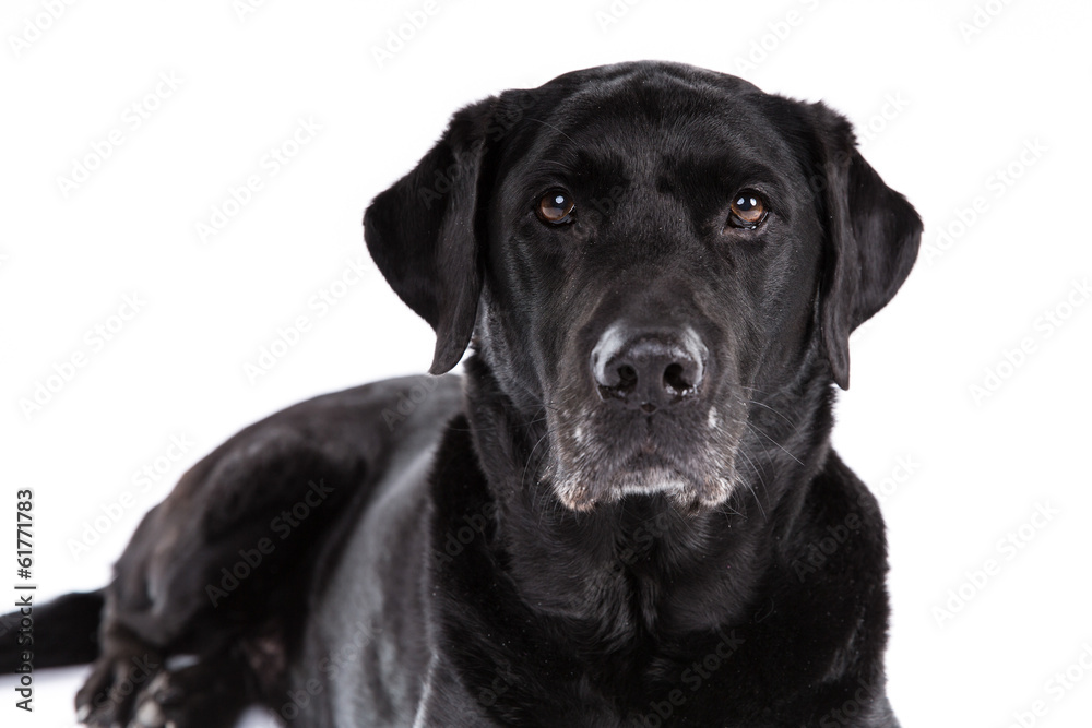 Black And White Labrador Retriever