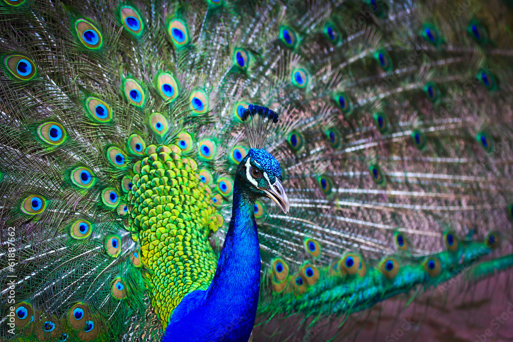 Close-up portrait of peacock in the pairing season foto de Stock ...