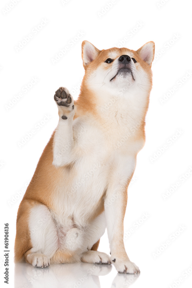 Dog Pointing Paw