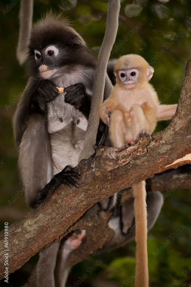 Mother and son monkeys are mischievous ( Presbytis obscura reid Stock ...