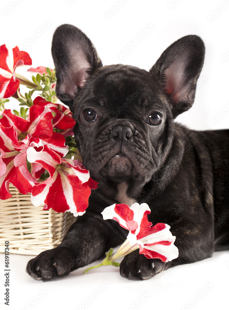 french bulldog and bouquet flowers Stock Photo | Adobe Stock