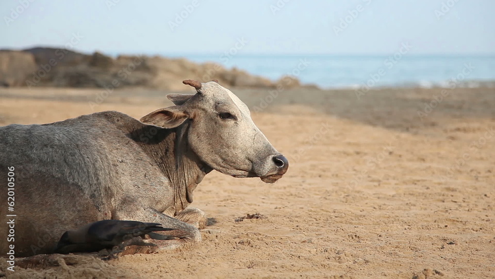 Crow and Cow in India Stock Video | Adobe Stock