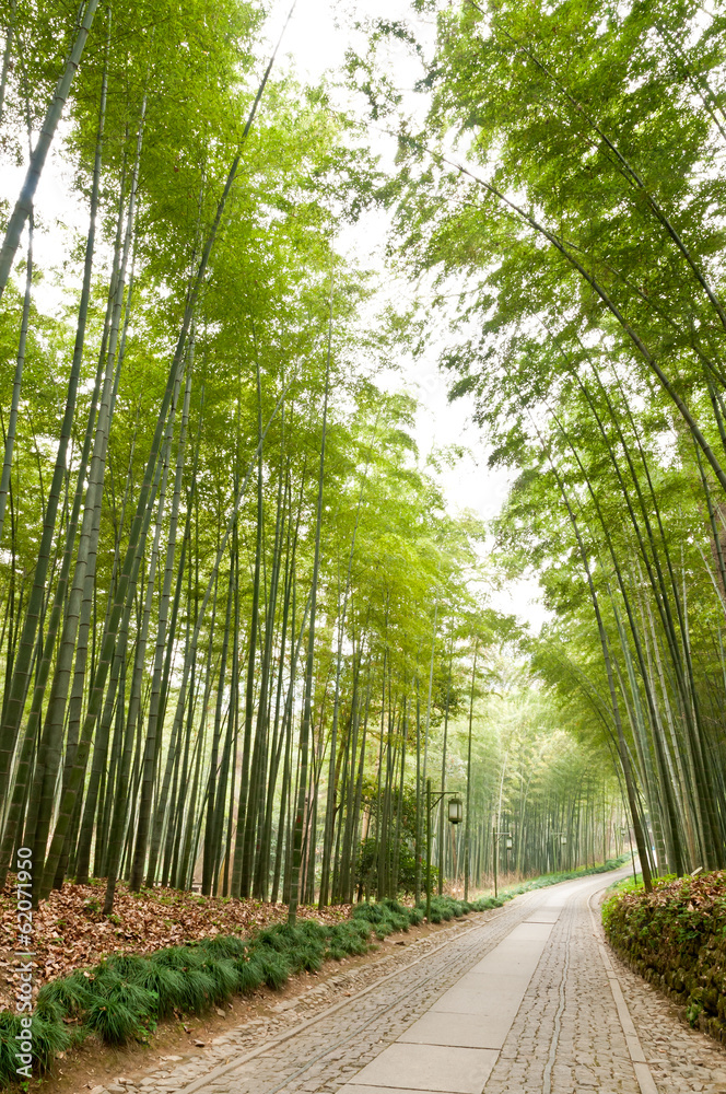 Bamboo forest trail in Hangzhou, China Stock Photo | Adobe Stock