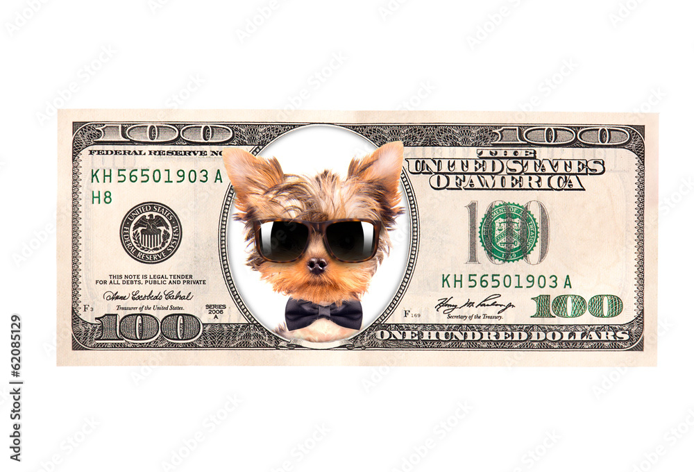 Artistic dollar bill with dog president Stock Photo | Adobe Stock