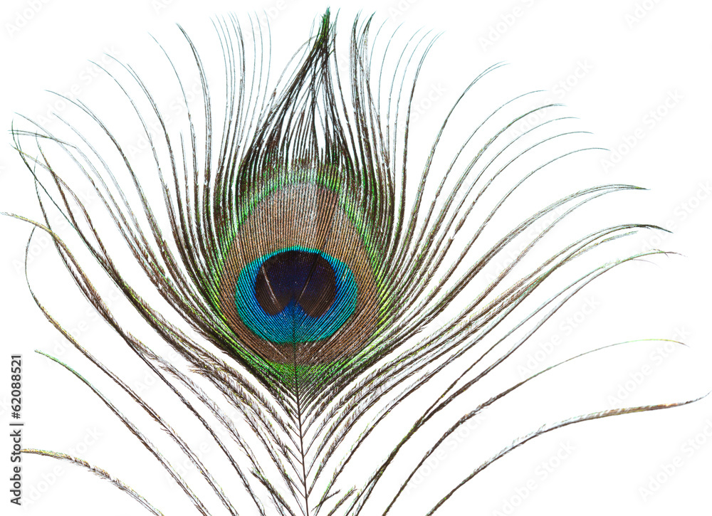 peacock feather isolated Stock Photo | Adobe Stock