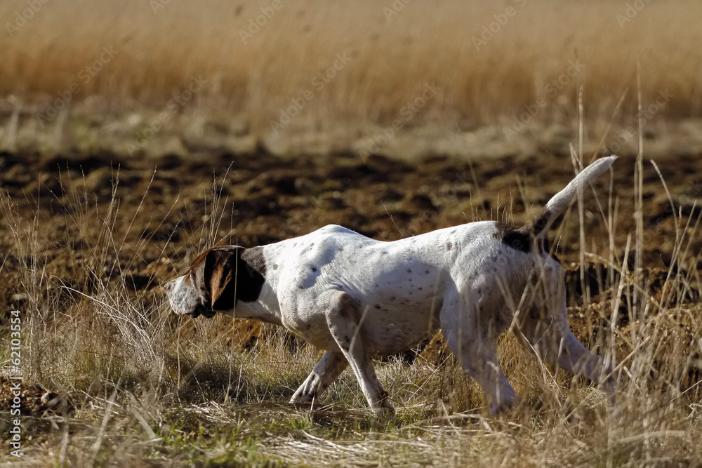 German Shorthaired Pointer hunting Stock-Foto | Adobe Stock