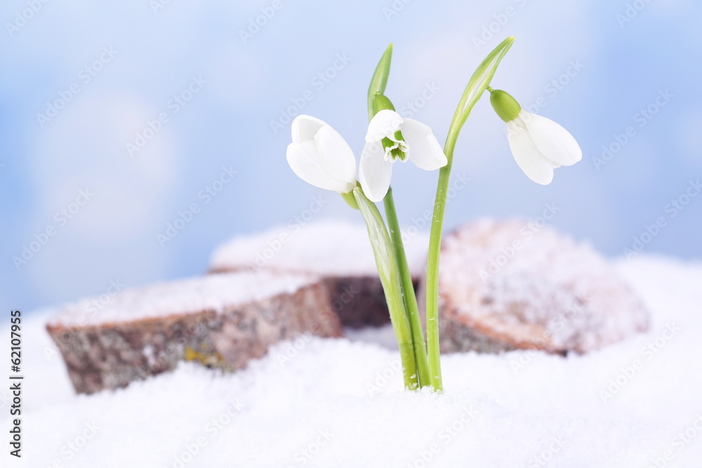 Beautiful snowdrops on snow, on nature winter background Stock Photo ...