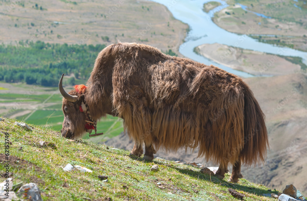 Tibetan yak with mountain background Stock Photo | Adobe Stock