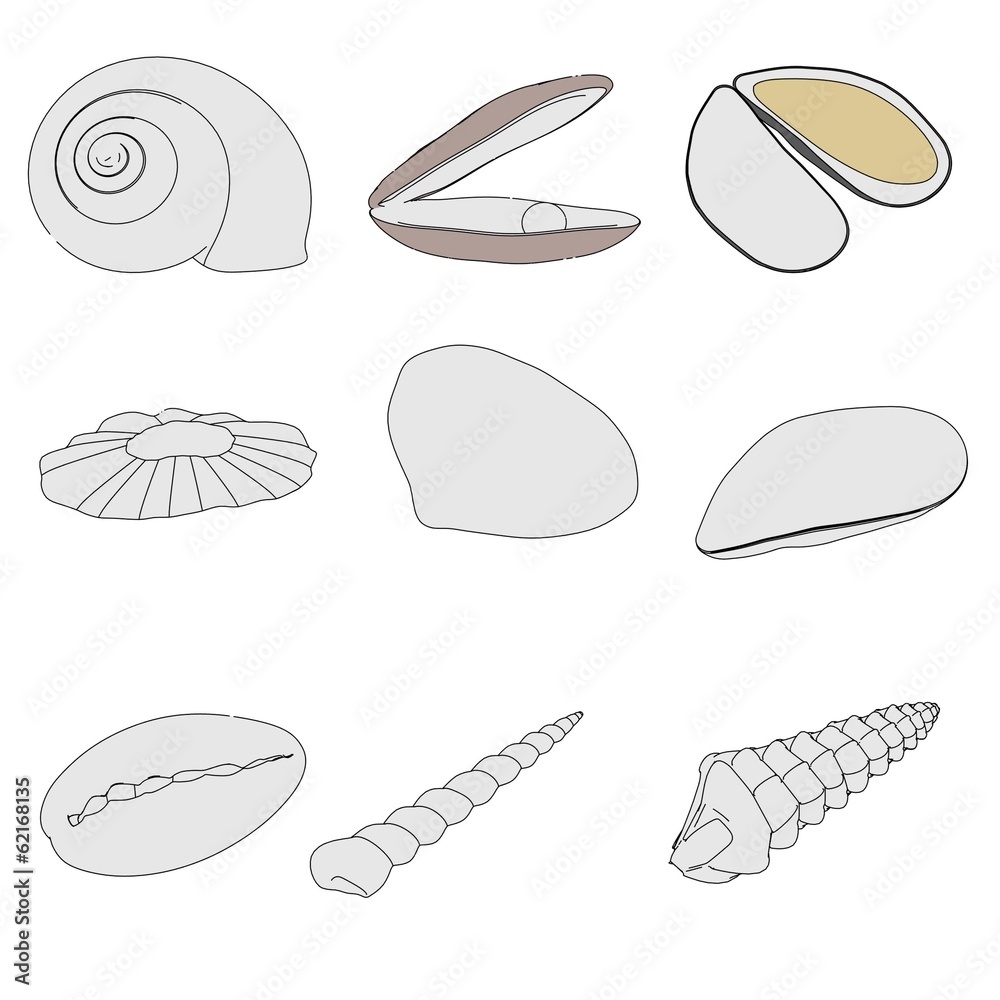 cartoon image of sea shells Stock Illustration | Adobe Stock