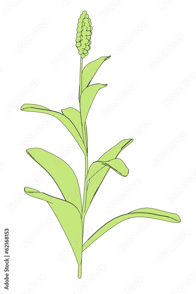 cartoon image of sorghum plant Stock Illustration | Adobe Stock