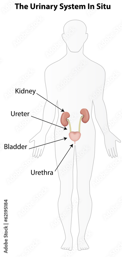 The Urinary System in Situ Diagram Labeled เวกเตอร์สต็อก | Adobe Stock