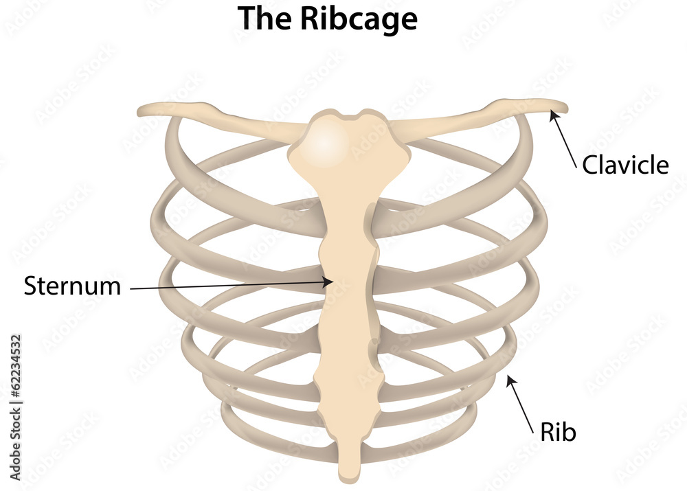 The Rib Cage Labeled Diagram Stock Illustration | Adobe Stock