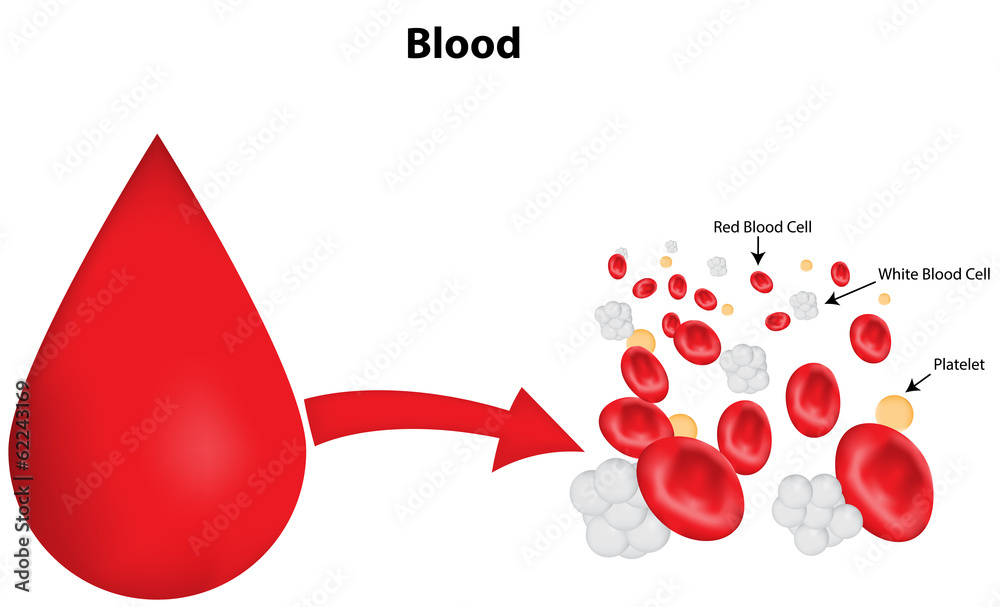 Labeled Blood Drop Diagram Stock Vector | Adobe Stock