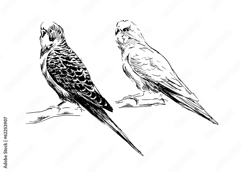 Hand drawing budgies. Vector illustration Stock Vector | Adobe Stock