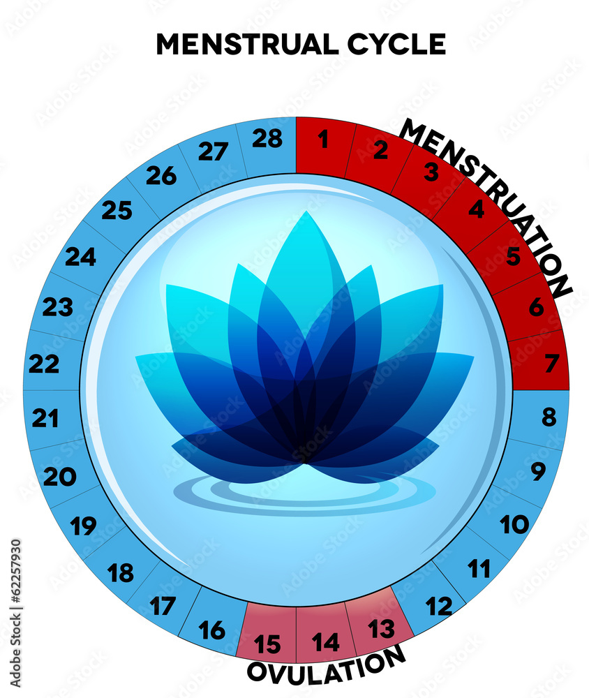 Menstrual cycle chart, menstruation and ovulation Stock Vector | Adobe ...