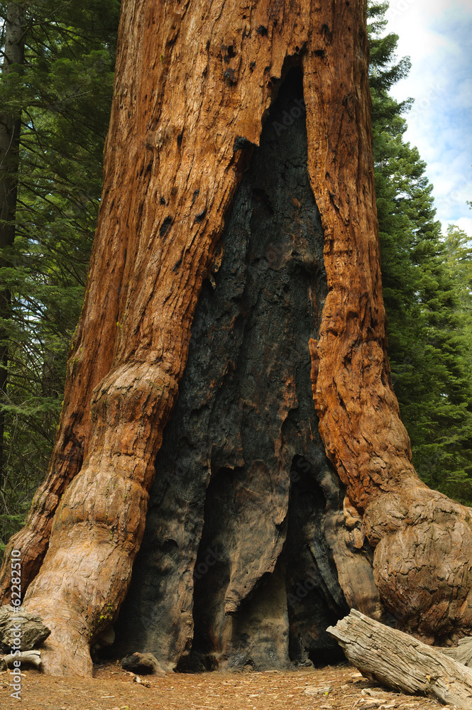 Giant Redwood tree in Mariposa Grove showing burn marks from an earlier ...