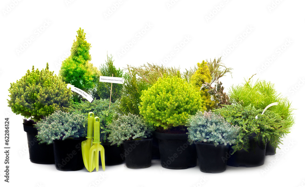 Conifer sapling trees in pots isolated on white. Stock Photo | Adobe Stock