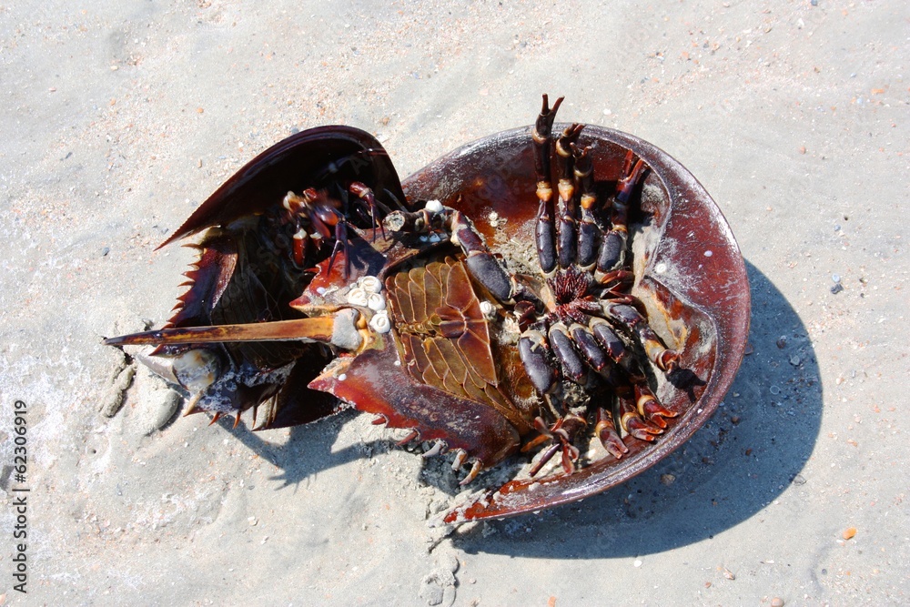 Horseshoe Crab Mating